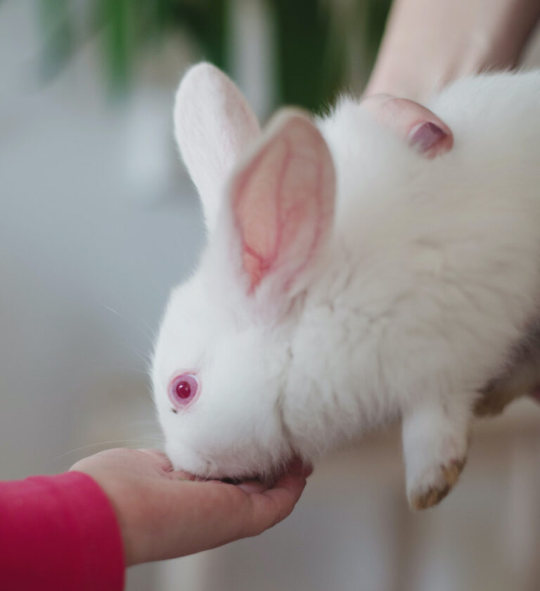 Best Pet Rabbit Breeds for First-Time Owners : Keeping It Pawsome