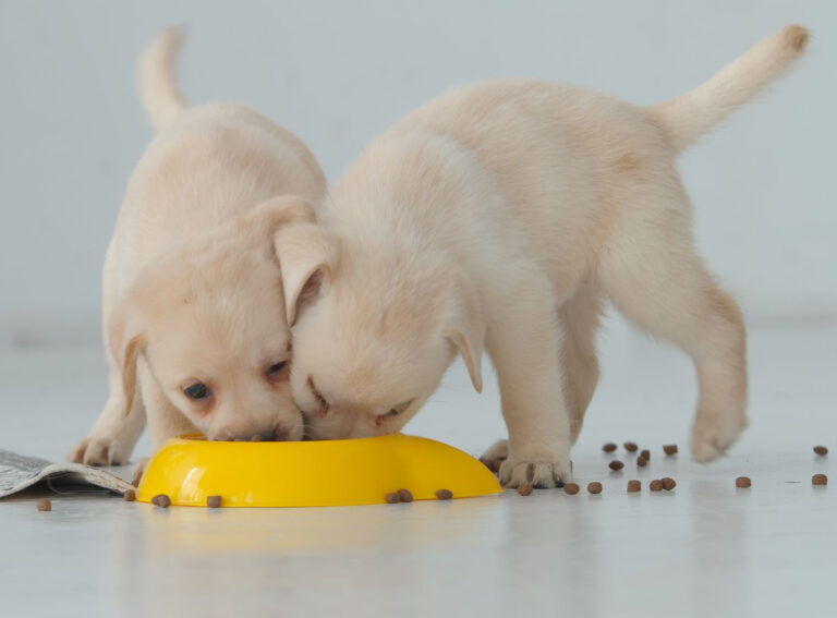 The Ultimate New Puppy Checklist : Keeping It Pawsome